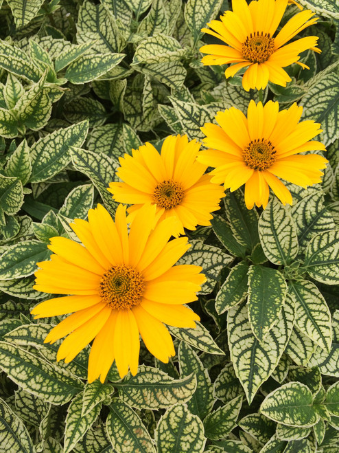 Heliopsis Loraine Sunshine | J Parker Dutch Bulbs