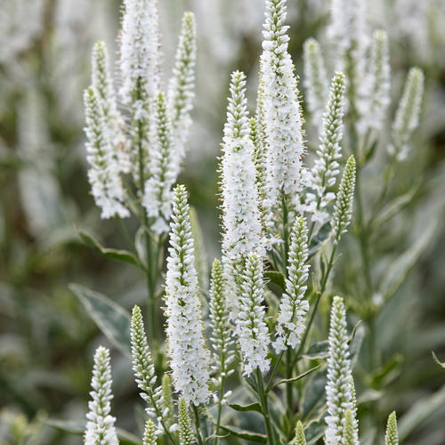 Veronica longifolia White 1L | J Parker Dutch Bulbs