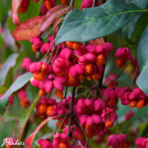 Buy Euonymus europaeus Red Cascade 2L | J Parker Dutch Bulbs