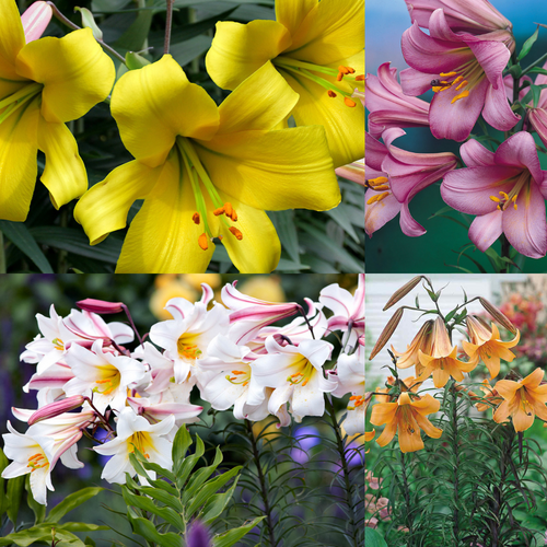 Buy Lilium Trumpet Collection Bulbs | J Parker Dutch Bulbs