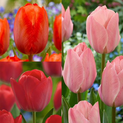 Buy Tulip 'Van Eijk' Collection 10/11cm at jparkers.co.uk