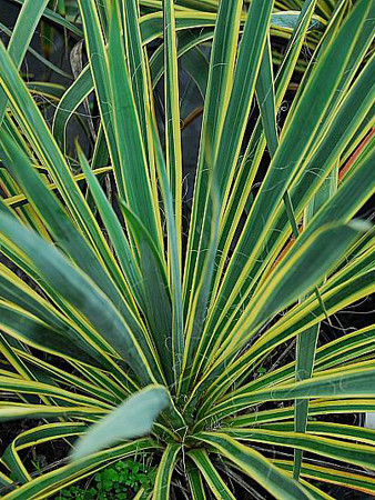 Shop Yucca filamentosa 'Bright Edge' | J Parkers