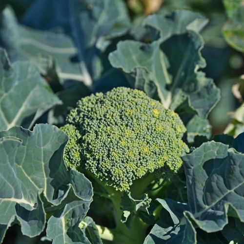 Buy Broccoli Tenderette F1 seeds at jparkers.co.uk