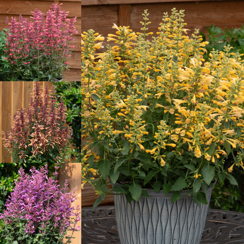 Buy Agastache mexicana 'Summerlong' Collection at jparkers.co.uk