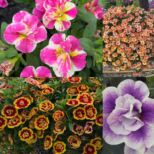 Buy Unique Double Calibrachoa Collection at jparkers.co.uk