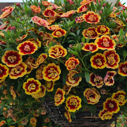 Buy Unique Double Calibrachoa Collection at jparkers.co.uk