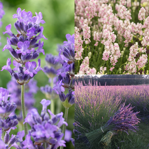 Buy Bestselling Lavender Collection at jparkers.co.uk