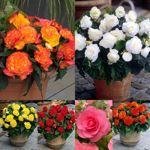 Begonia Non Stop Collection (Maxi Plugs) | J Parker Dutch Bulbs