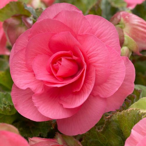 Begonia Non Stop Collection (Maxi Plugs) | J Parker Dutch Bulbs