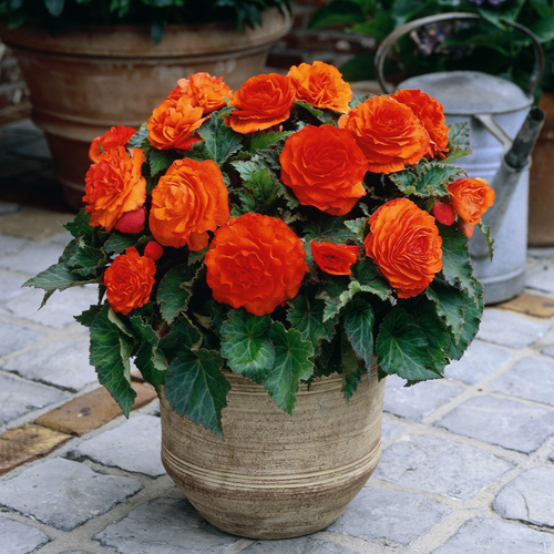 Begonia Non Stop Collection (Maxi Plugs) | J Parker Dutch Bulbs