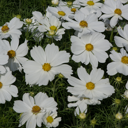 Cosmos Compact Apollo White (Maxi Plugs) | J Parker Dutch Bulbs