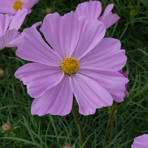 Cosmos Compact Apollo Pink (Maxi Plugs) | J Parker Dutch Bulbs