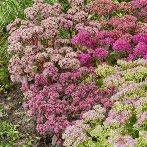 Sedum Sedum Border Mix | J. Parker's Dutch Bulbs
