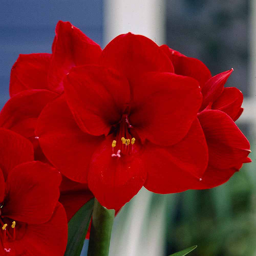 Amaryllis Red Lion 30cm | J Parker Dutch Bulbs
