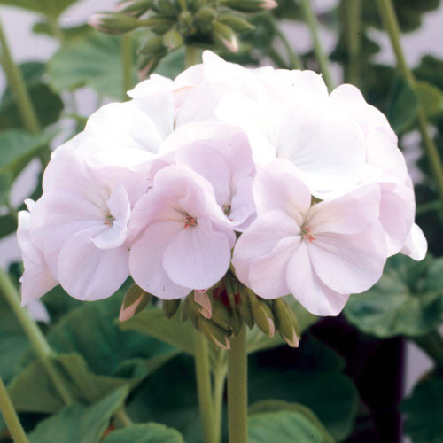 Buy Geranium F1 White Blush Plants | J Parker's