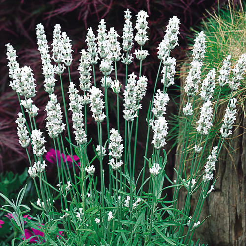 Lavender Alba | J Parker Dutch Bulbs