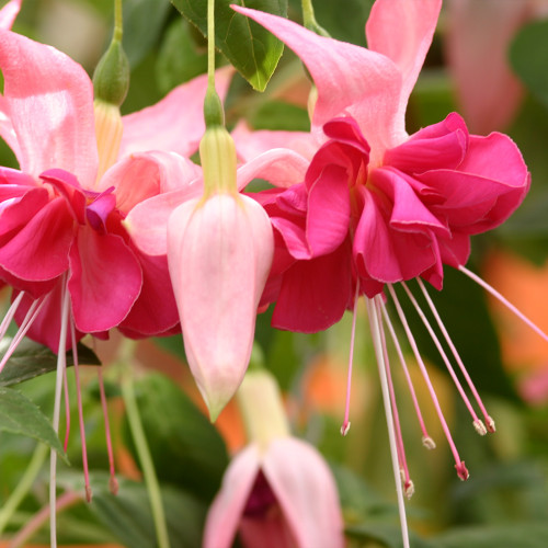 Shop Fuchsia Giant Bella Rosella | J. Parker's