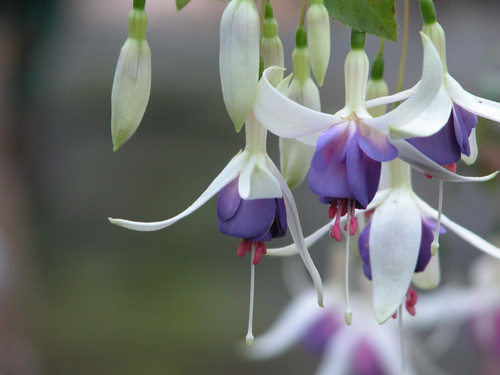 Fuchsia Magellanica Plant In A Box - Mix Van 6 - Delta Sarah, Lady ...