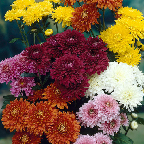 Chrysanthemum Red Gompie - JParkers