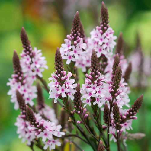 Verbena hastata Pink Spires (7cm Modules) - JParkers