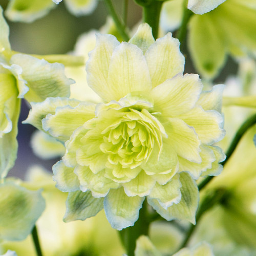 Buy Delphinium Double Highlander 'Moonlight' at jparkers.co.uk