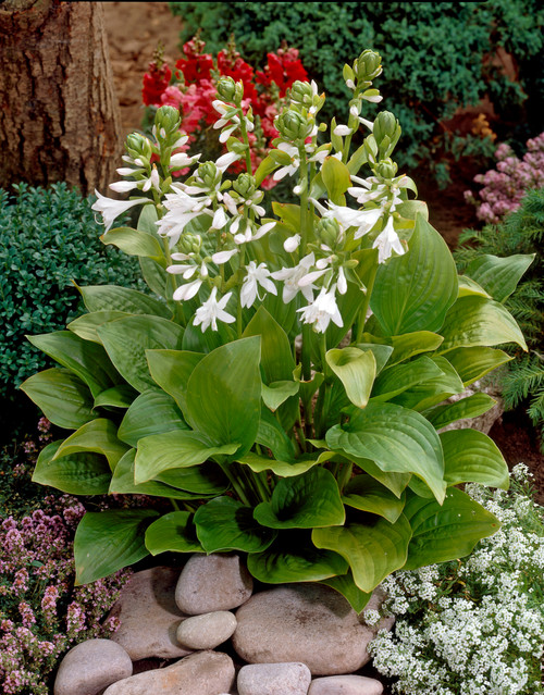 Hosta Royal Standard (Fragrant) | J Parker Dutch Bulbs