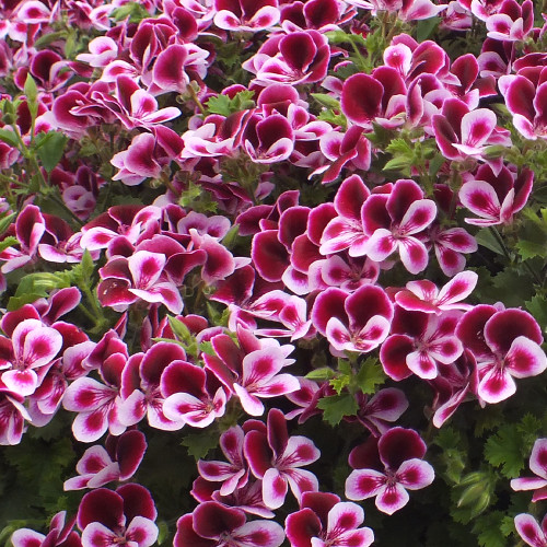 Geranium odorata Perfume | J Parker Dutch Bulbs