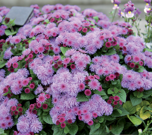 Ageratum Ariella Violet | J Parker Dutch Bulbs