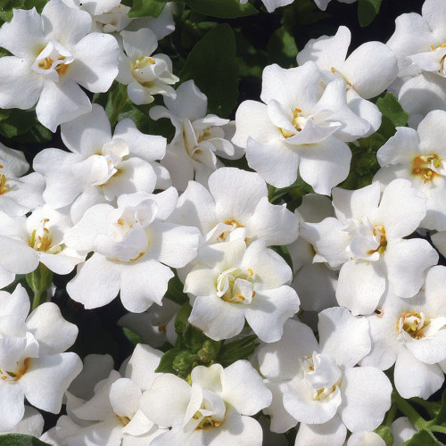 Bacopa Scopia Double White | J Parker Dutch Bulbs