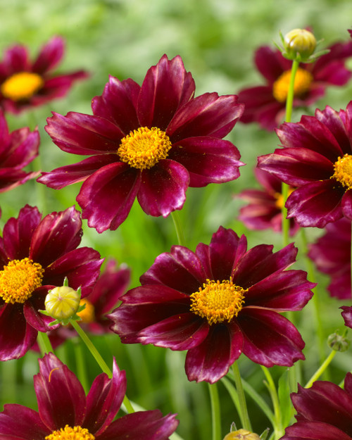 Shop Coreopsis Mercury Rising | J Parker Dutch Bulbs