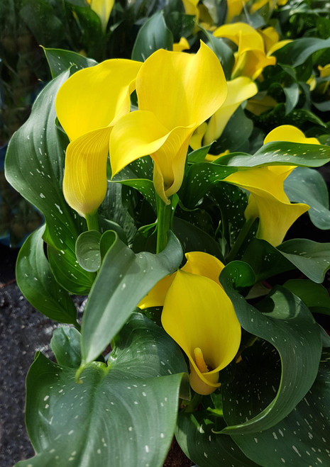 Zantedeschia Black Magic (Calla Lily) | J Parker Dutch Bulbs