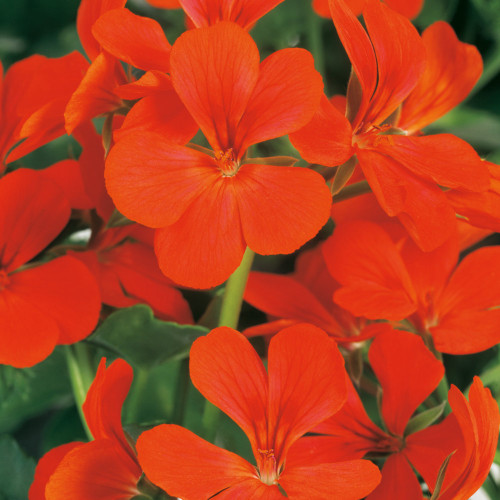 Geranium Single Trailing Orange | J Parker Dutch Bulbs