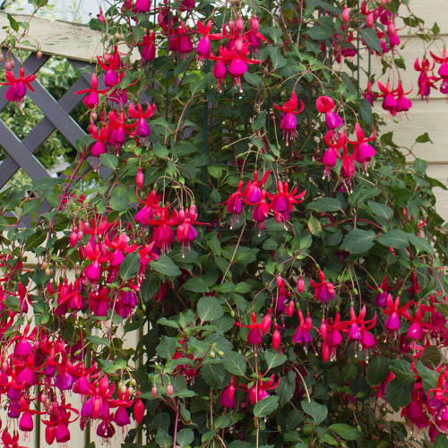 Fuchsia Pink Fizz (Climbing) | J Parker Dutch Bulbs
