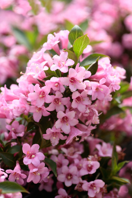 Shop Weigela Pink Poppet | J Parker Dutch Bulbs