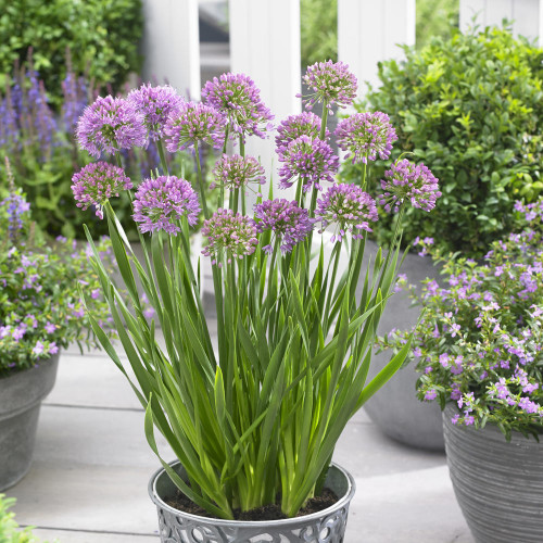 Allium Millennium Loose | J Parker Dutch Bulbs