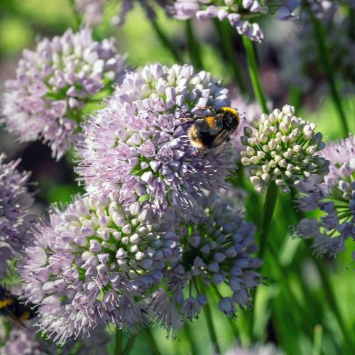 Allium Millennium Loose | J Parker Dutch Bulbs