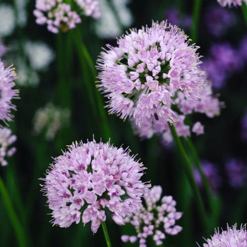 Allium Millennium Loose | J Parker Dutch Bulbs