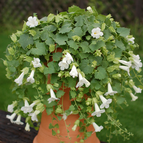 Lofos Compact White | J Parker Dutch Bulbs