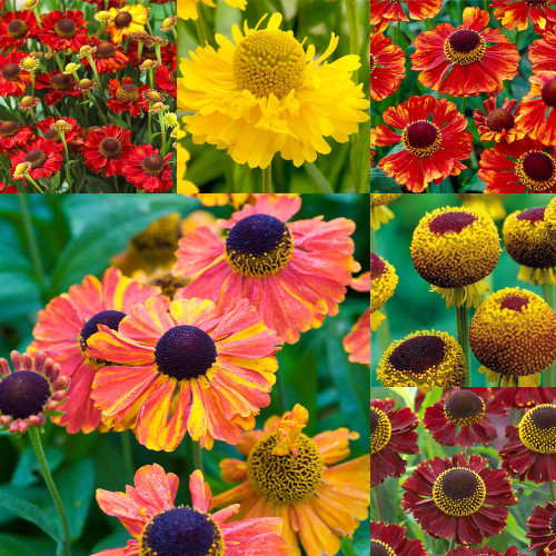 Helenium Mixed | J Parker Dutch Bulbs