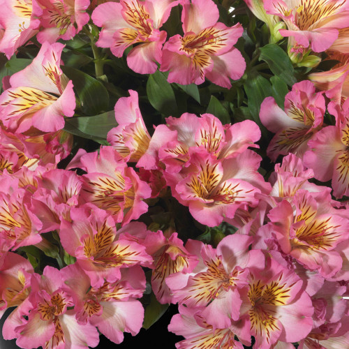 Alstroemeria Inticancha Sunshine (Compact Habit) | J Parker Dutch Bulbs