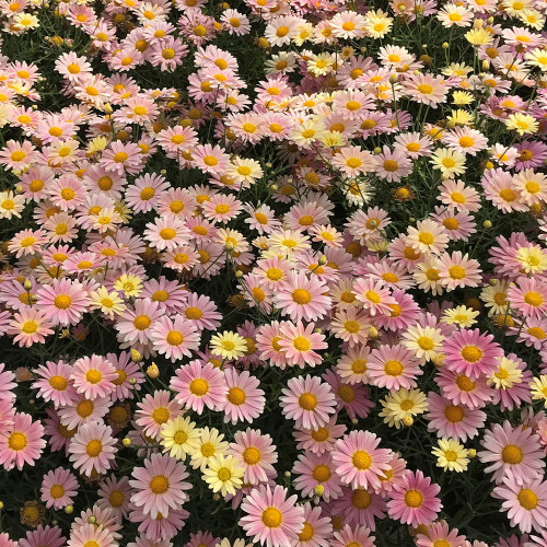 Argyranthemum aramis bicolour Lemon and Pink | J Parker Dutch Bulbs