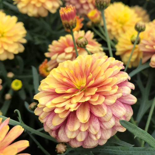 Argyranthemum aramis Double Apricot | J Parker Dutch Bulbs