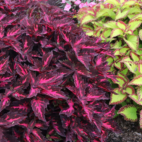 Coleus Stained Glassworks Royalty | J Parker Dutch Bulbs