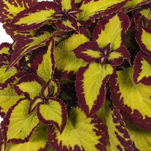 Shop Coleus Stained Glassworks Velvet | J. Parker's