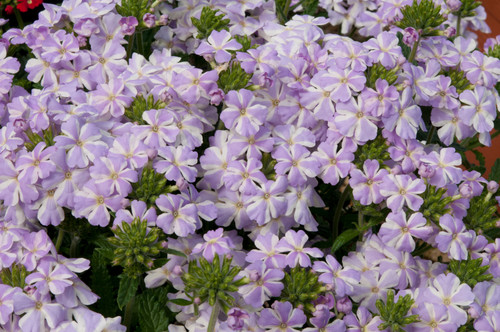 Verbena Voodoo Lavender Star | J Parker Dutch Bulbs
