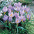 Crocus sieberi Firefly | J Parker Dutch Bulbs