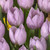 Buy Tulip Candy Prince at jparkers.co.uk