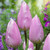 Buy Tulip Candy Prince at jparkers.co.uk