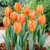 Buy Tulip Hermitage at jparkers.co.uk