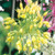 Buy Allium Fireworks Bulbs | J Parker Dutch Bulbs